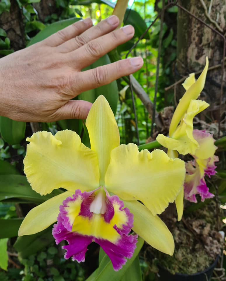 How to make Vermi-Tea for Orchids – Jenesis
